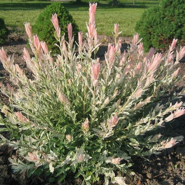 Japanese Flamingo - Shrubs / Standards/ Trees - Sunshine Express Garden ...