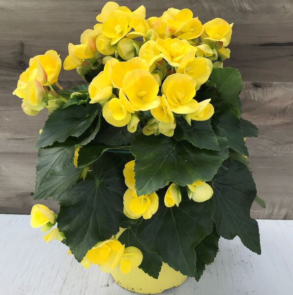 Annuals - Sunshine Express Garden Centre, Niagara-on-the-Lake, Ontario ...
