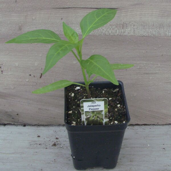 Vegetables / Fruits - Sunshine Express Garden Centre, Niagara-on-the ...