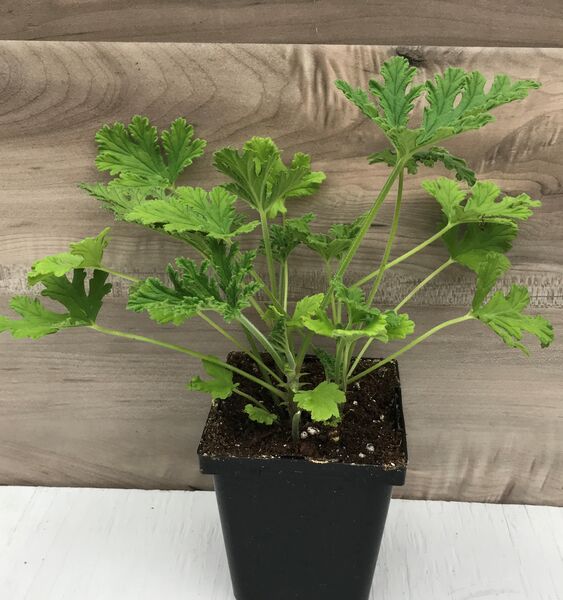 Citronella - Herbs - Sunshine Express Garden Centre, Niagara-on-the ...