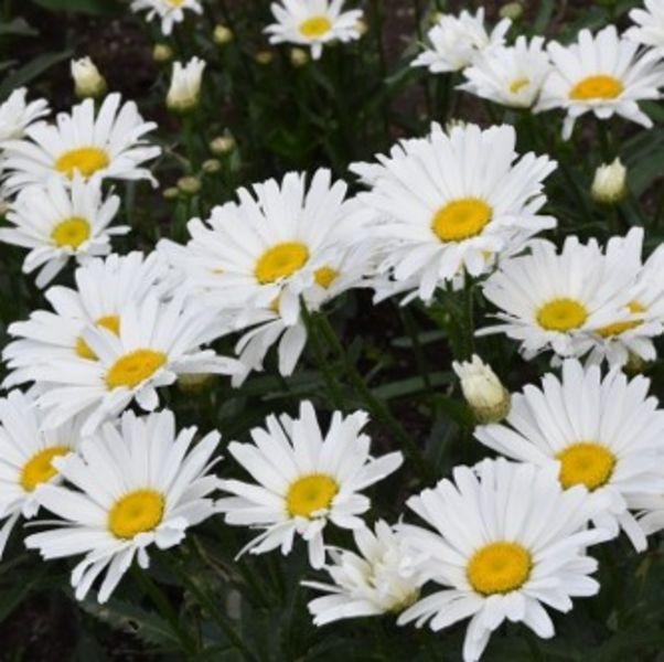 Daisy May - Perennials - Sunshine Express Garden Centre, Niagara-on-the ...