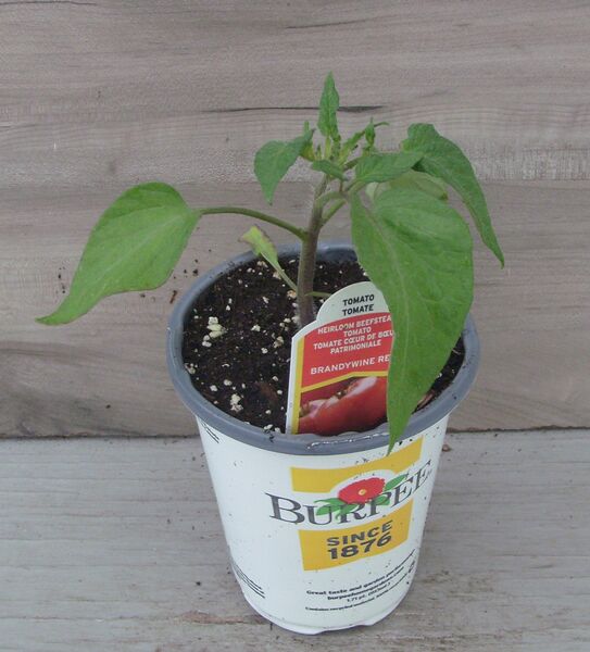 Brandywine Red - Vegetables / Fruits - Sunshine Express Garden Centre ...