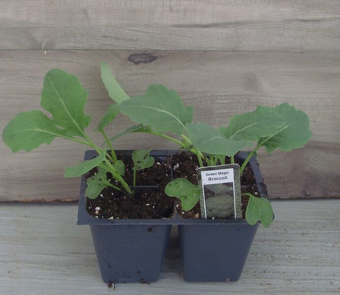 Vegetables / Fruits - Sunshine Express Garden Centre, Niagara-on-the ...