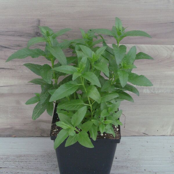 Perfectly Picasso - Perennials - Sunshine Express Garden Centre ...